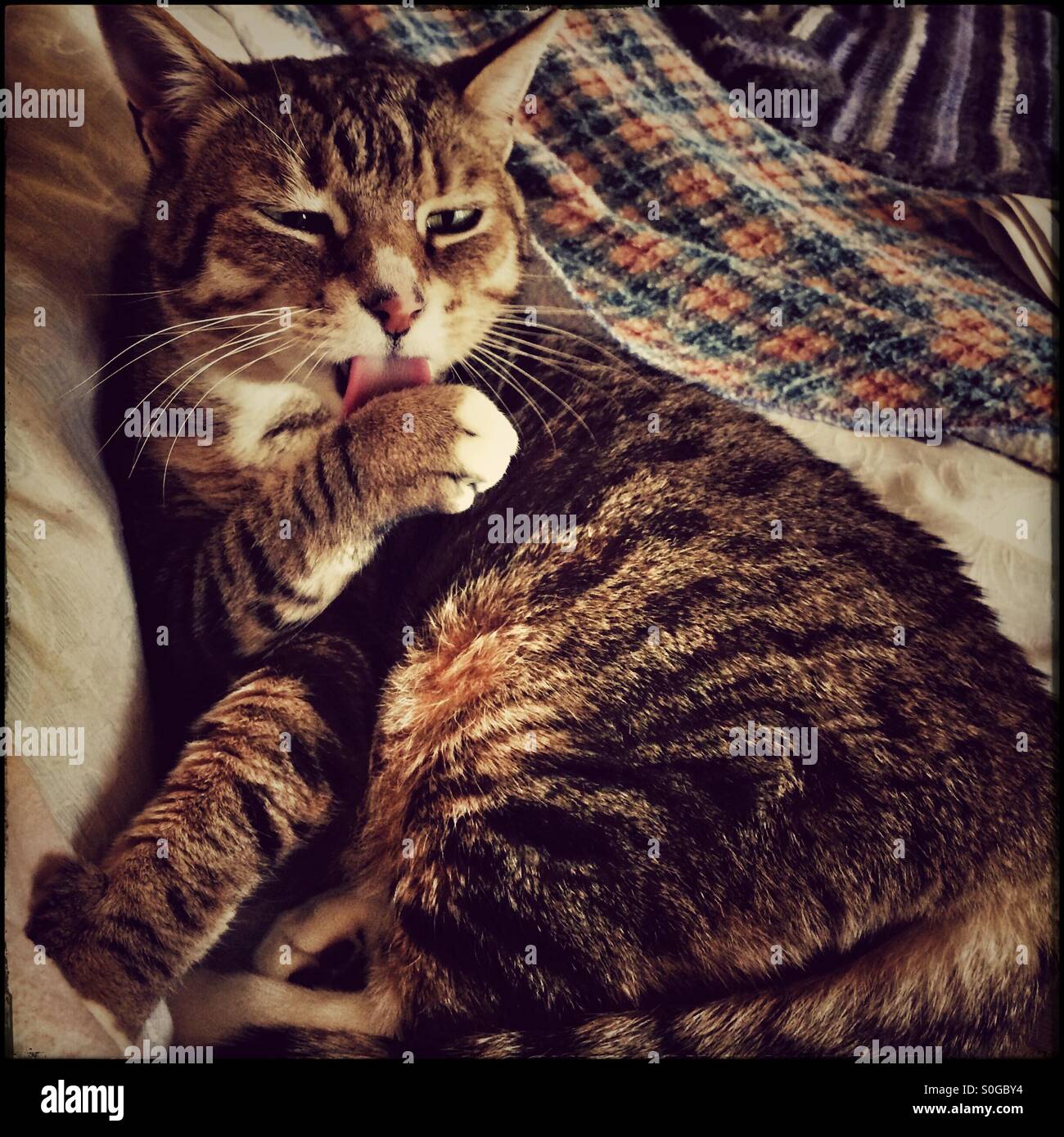 Cat preening Stock Photo - Alamy