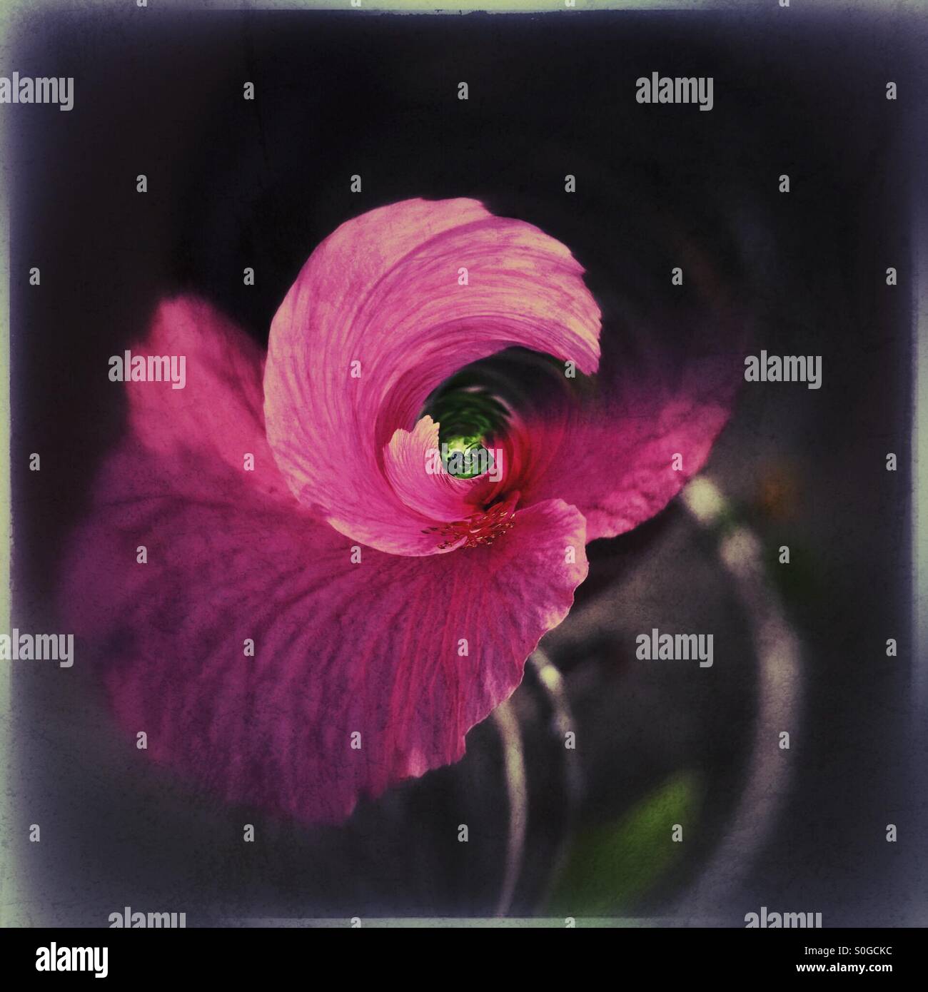 Vintage colored flower abstract Stock Photo - Alamy