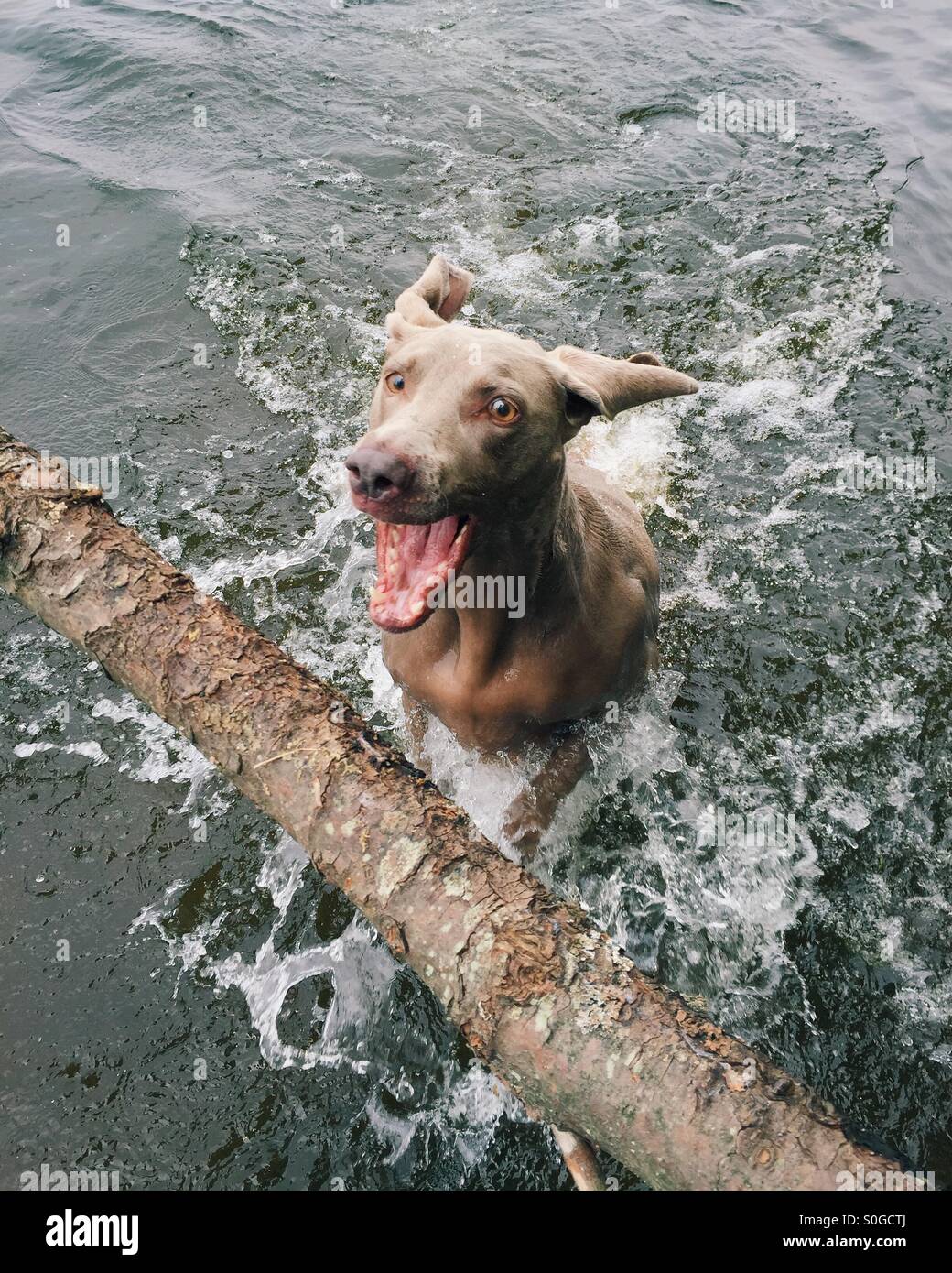 Dog lake fetching hi-res stock photography and images - Alamy