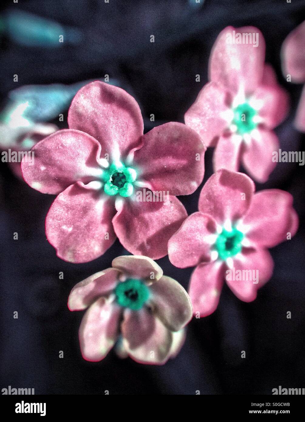 Colour change on a forget me not Stock Photo - Alamy