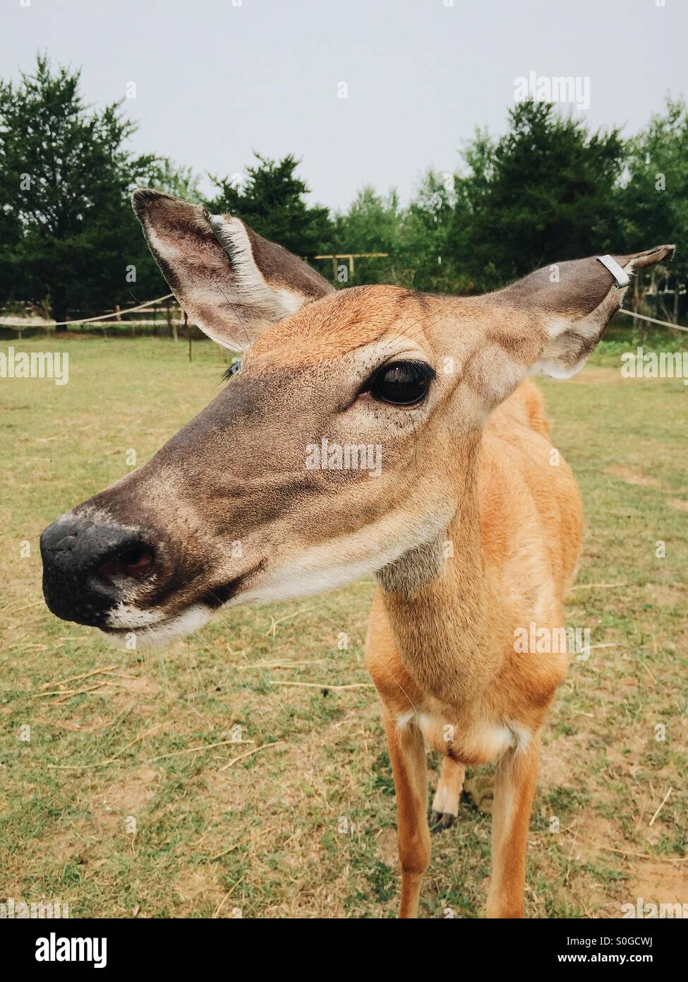 Close up of deer hi-res stock photography and images - Alamy