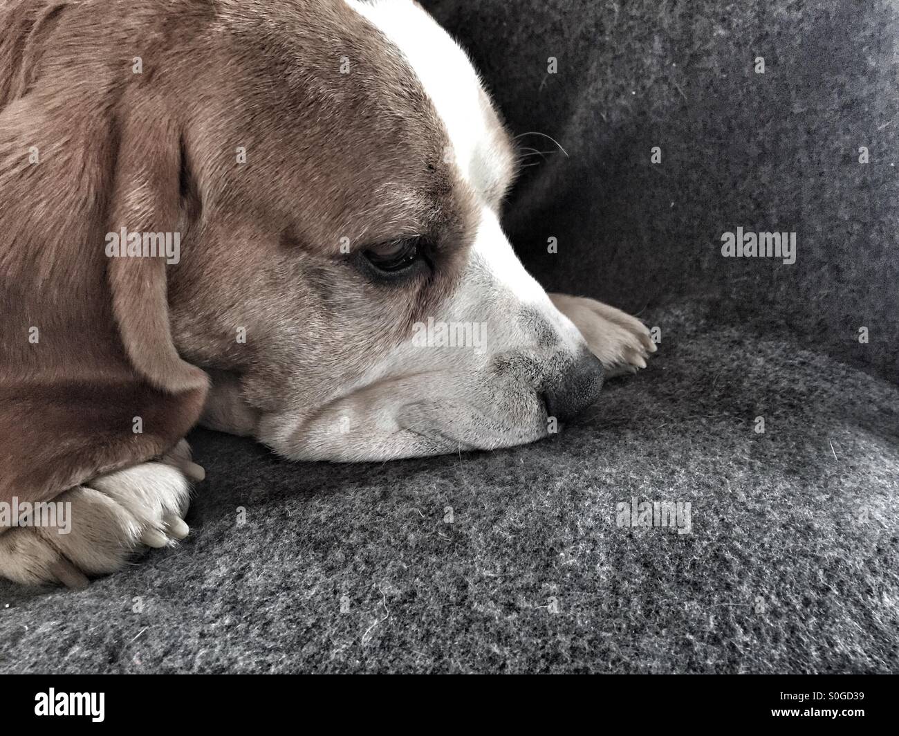 Thinking Dog High Resolution Stock Photography and Images - Alamy