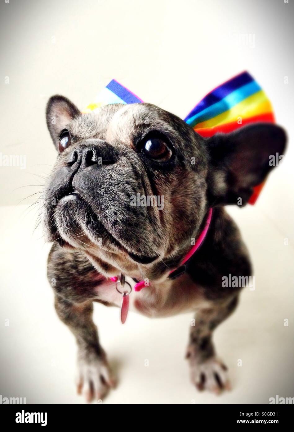 Pride Rainbow High Resolution Stock Photography and Images - Alamy