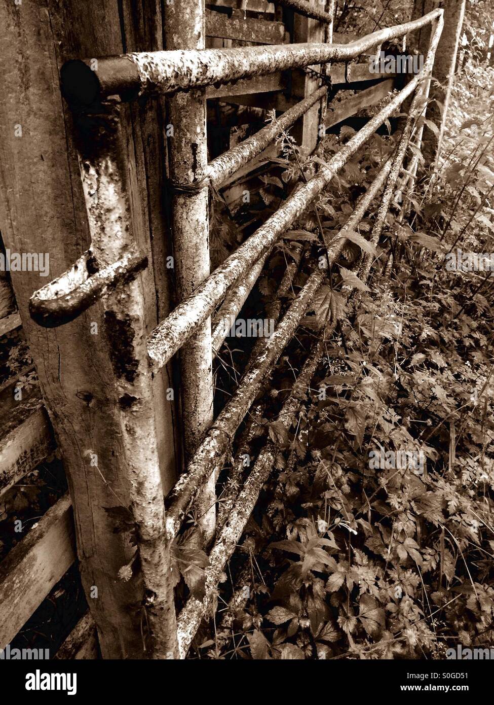 Rusting metal gates , two metal gates pinned against slowly decaying ...