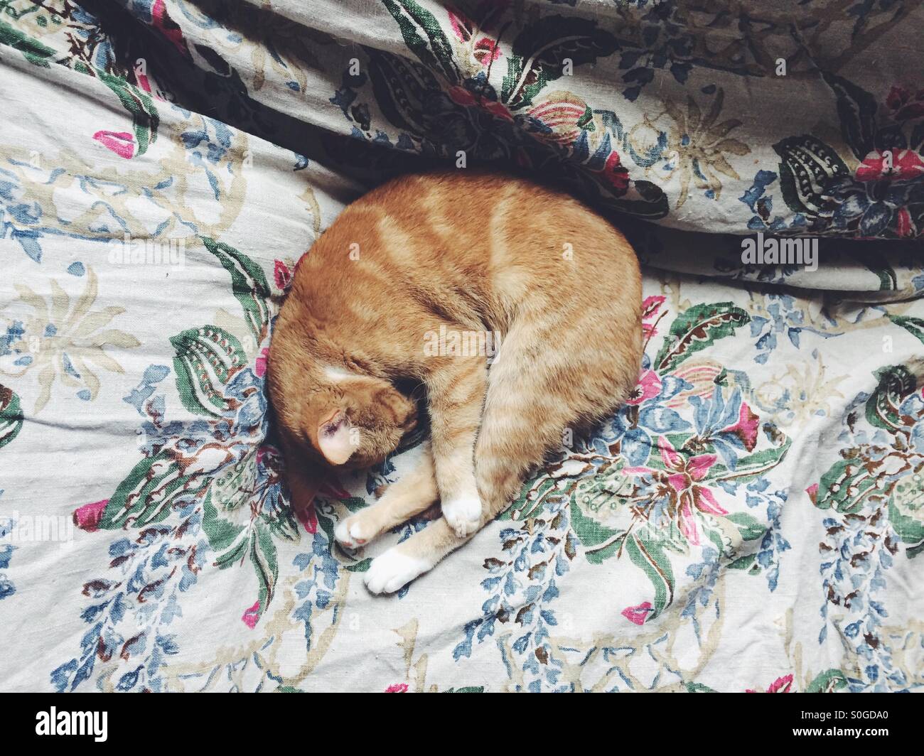 Kitty lazy hi-res stock photography and images - Alamy