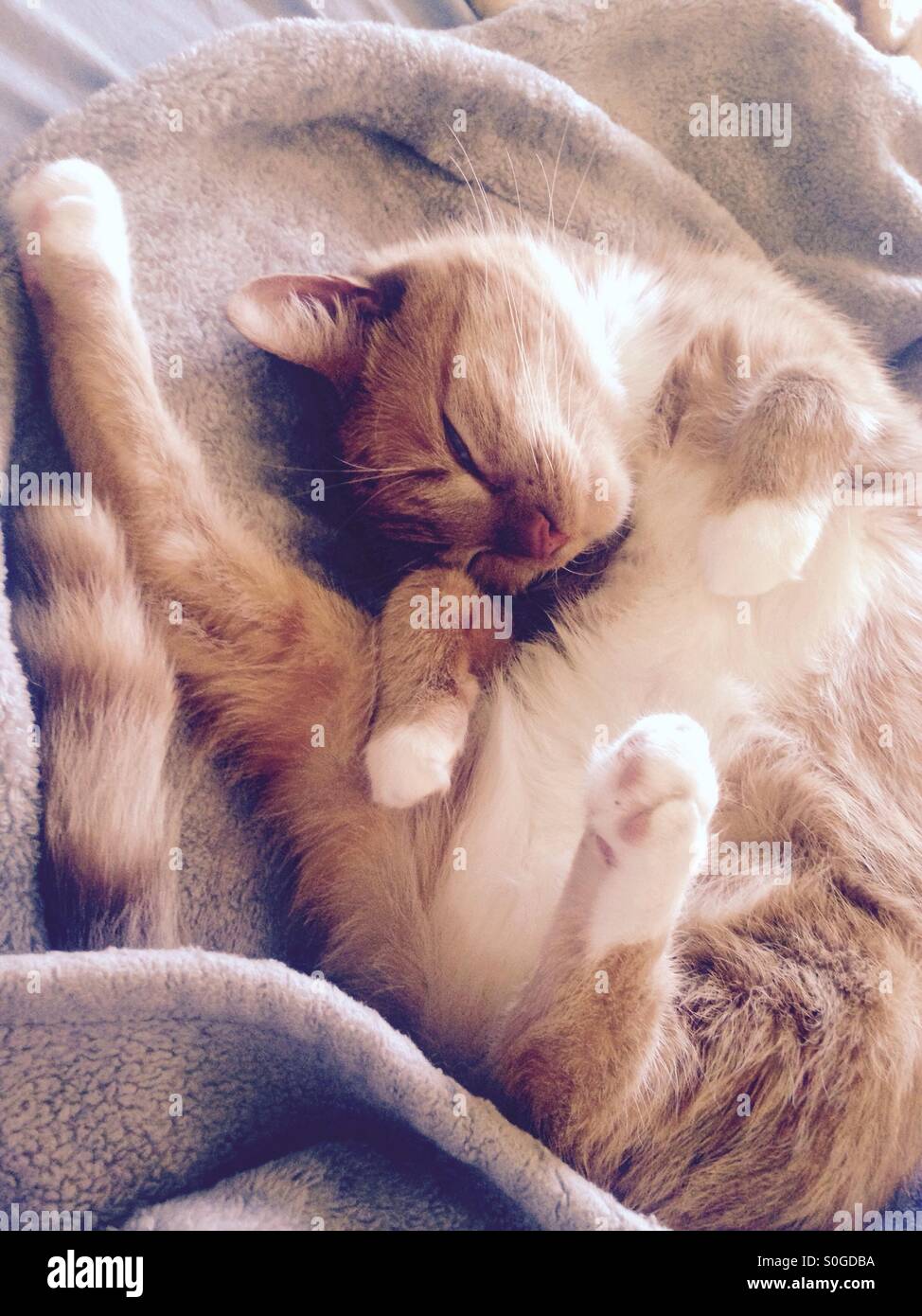Kitty lazy hi-res stock photography and images - Alamy