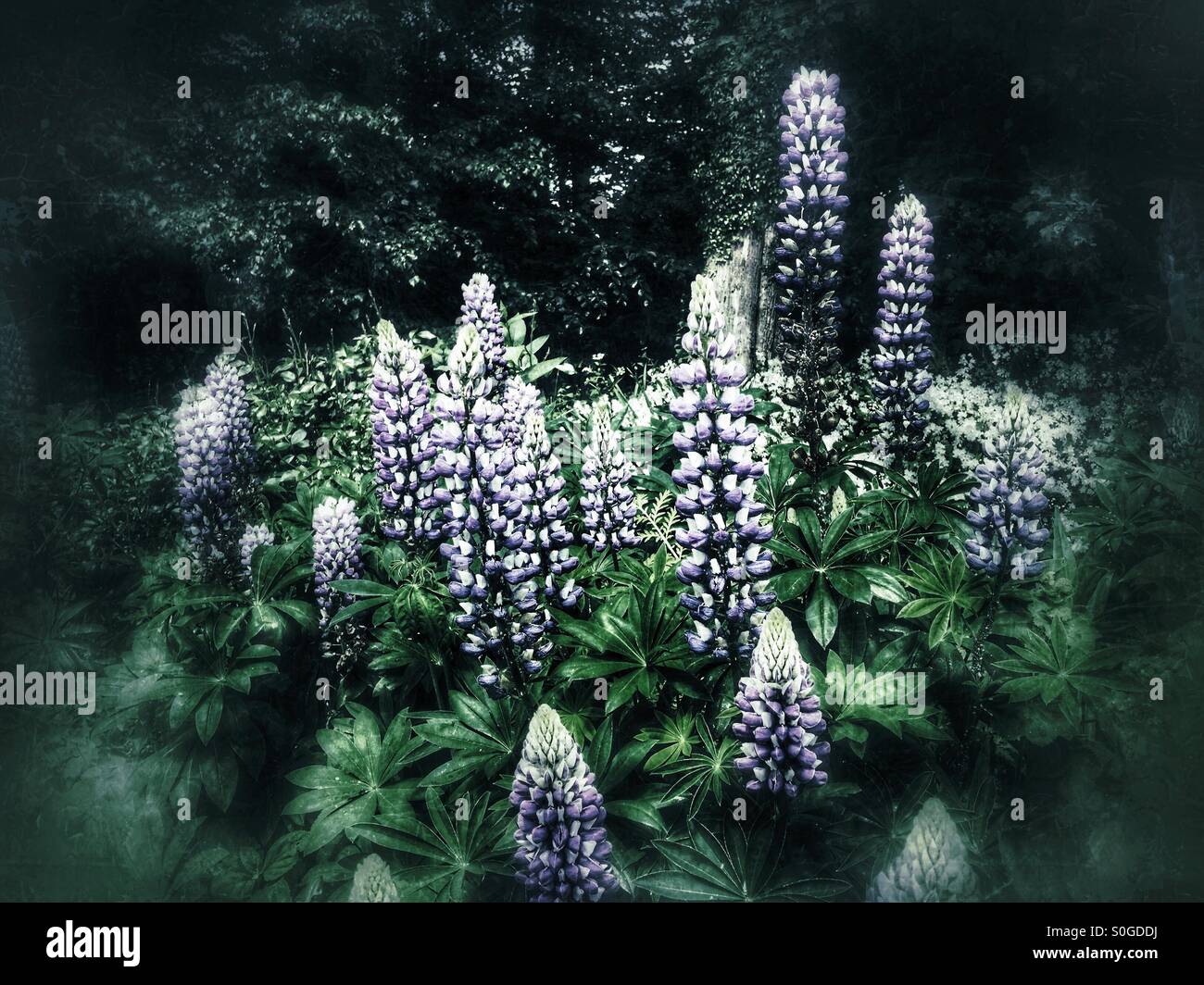 Long stem flowers hi-res stock photography and images - Alamy