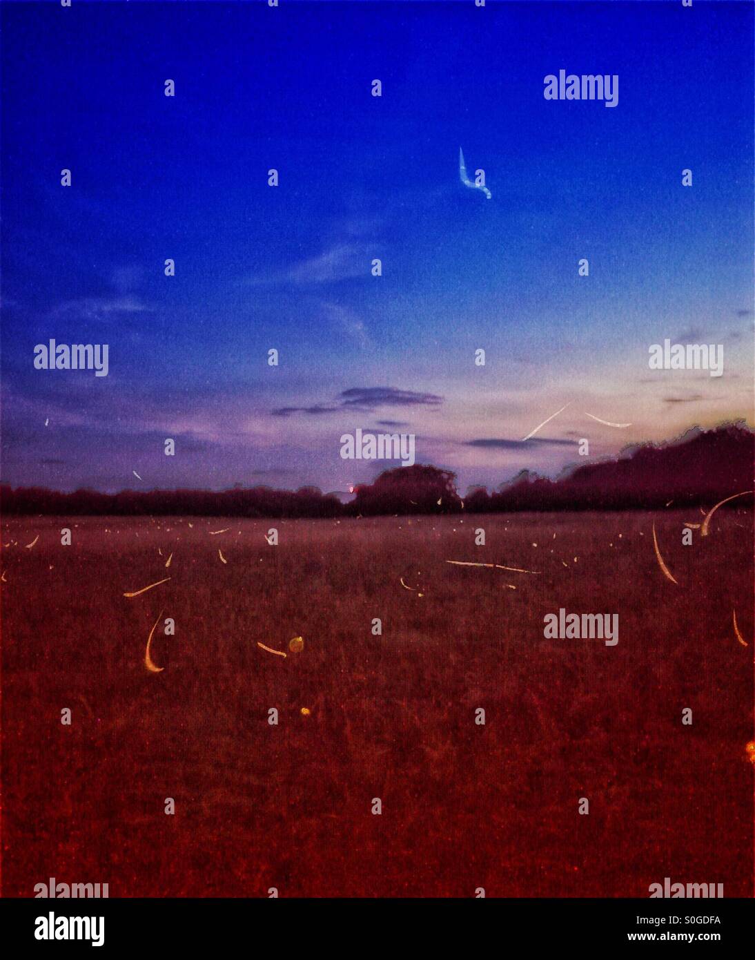 Fireflies zip across the field Stock Photo - Alamy