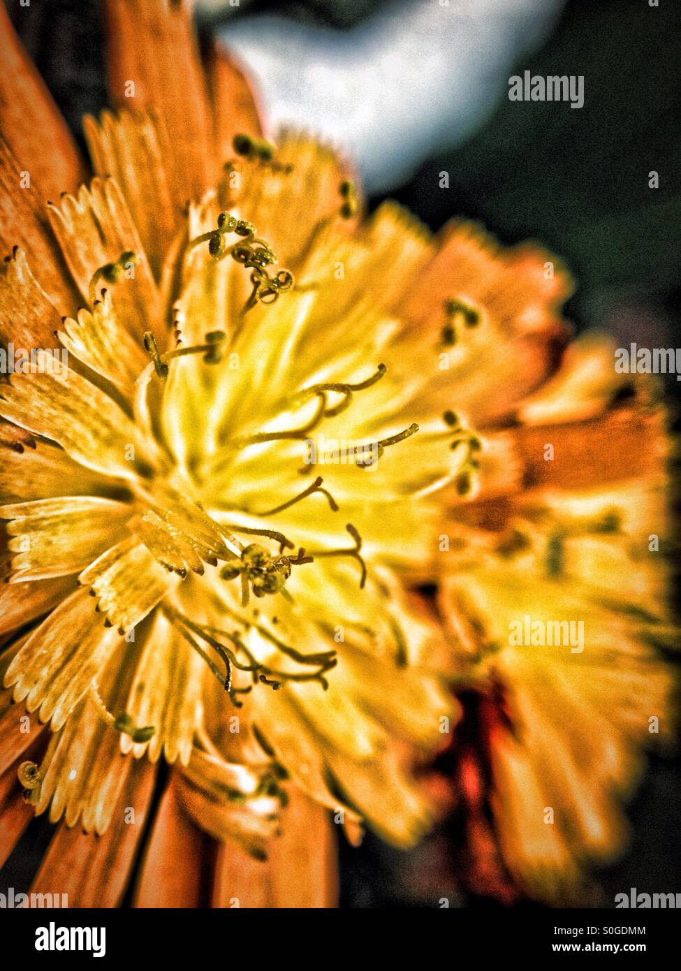 Orange hawkweed flower Stock Photo - Alamy