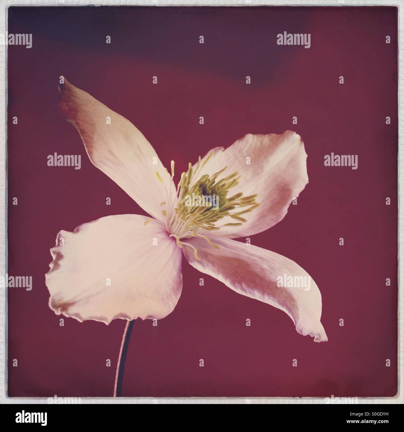 Simple flower hi-res stock photography and images - Alamy