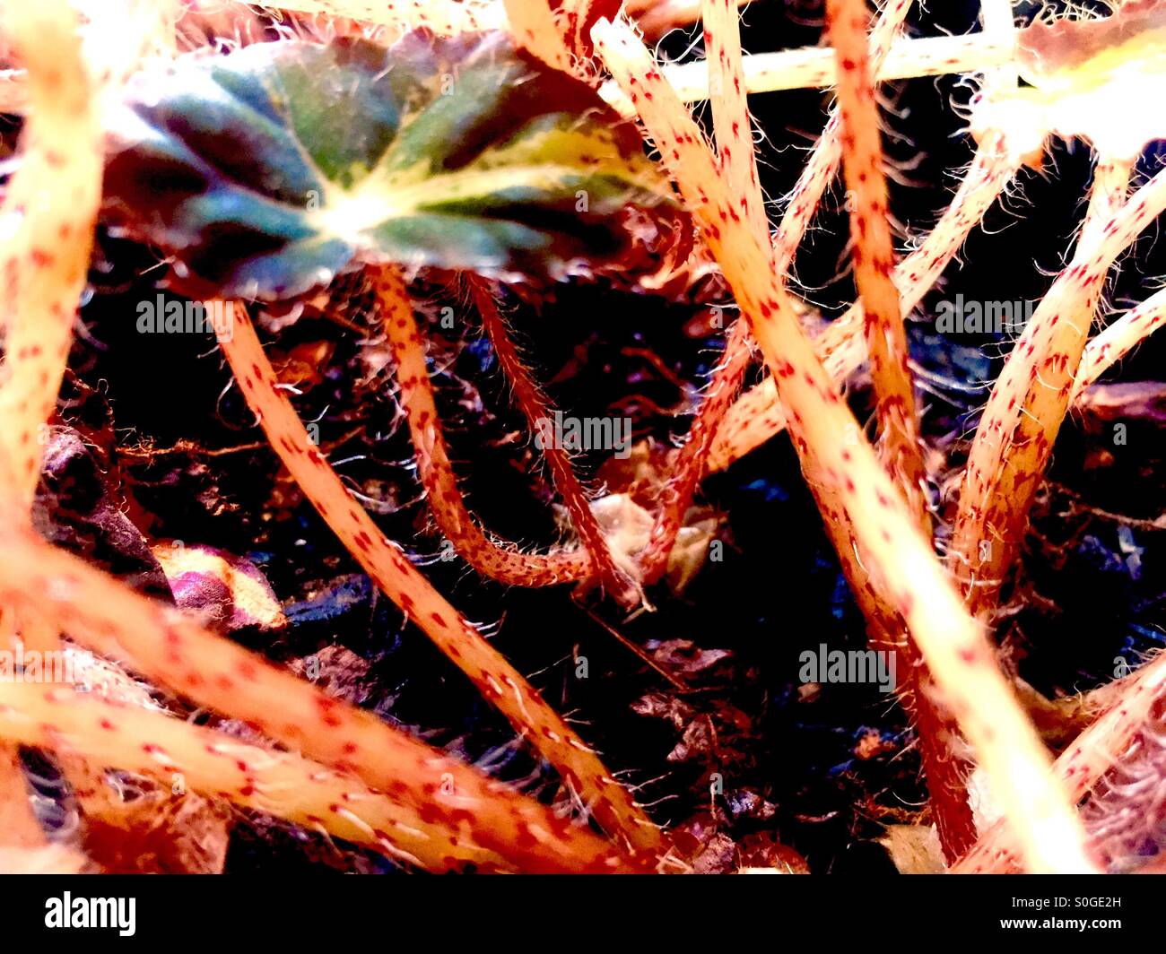 Spiny stem hi-res stock photography and images - Alamy
