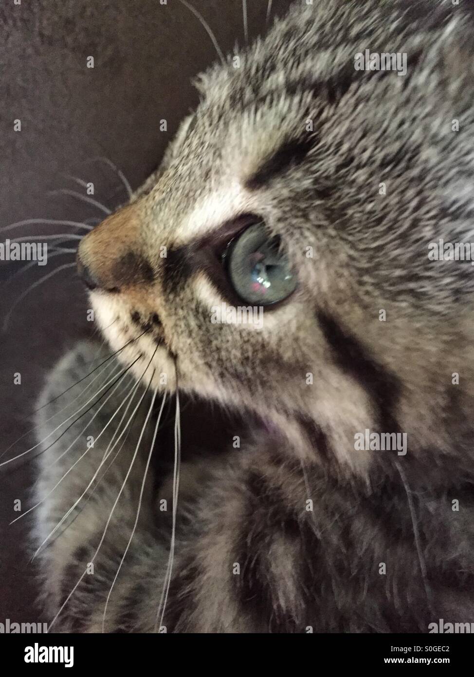 8 week old kitten hi-res stock photography and images - Alamy