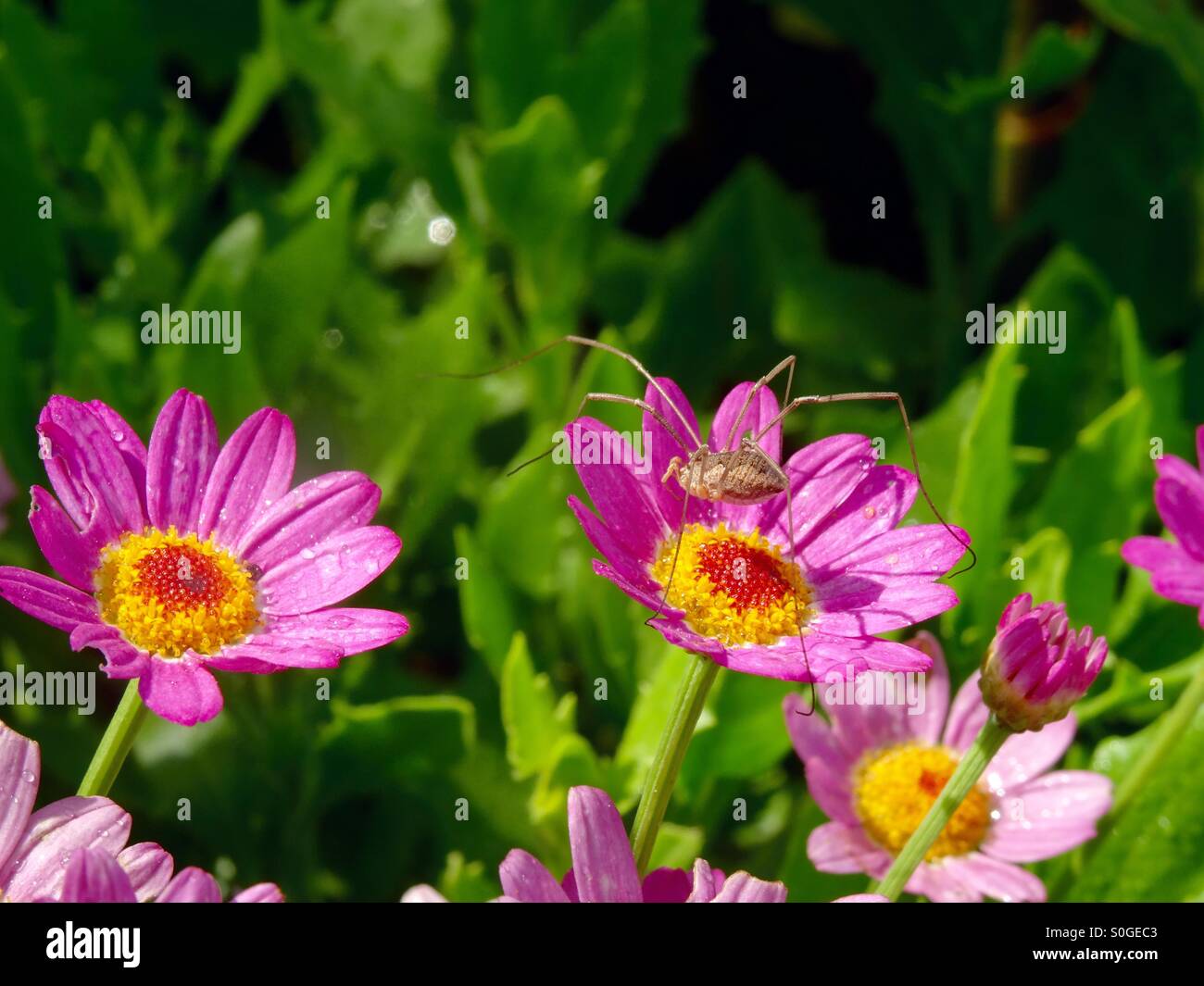 Daddy long legs on flower Stock Photo - Alamy