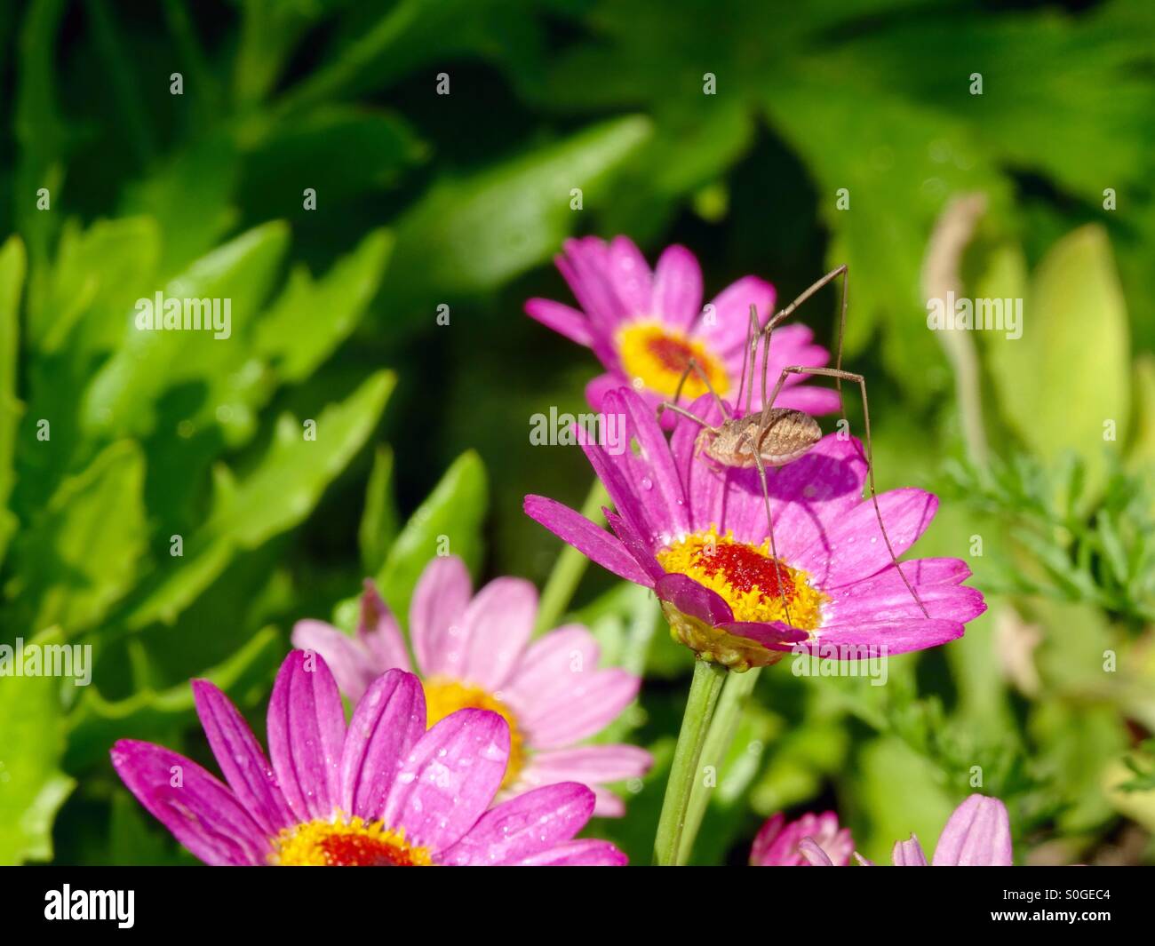 Long legged bug on flower Stock Photo - Alamy