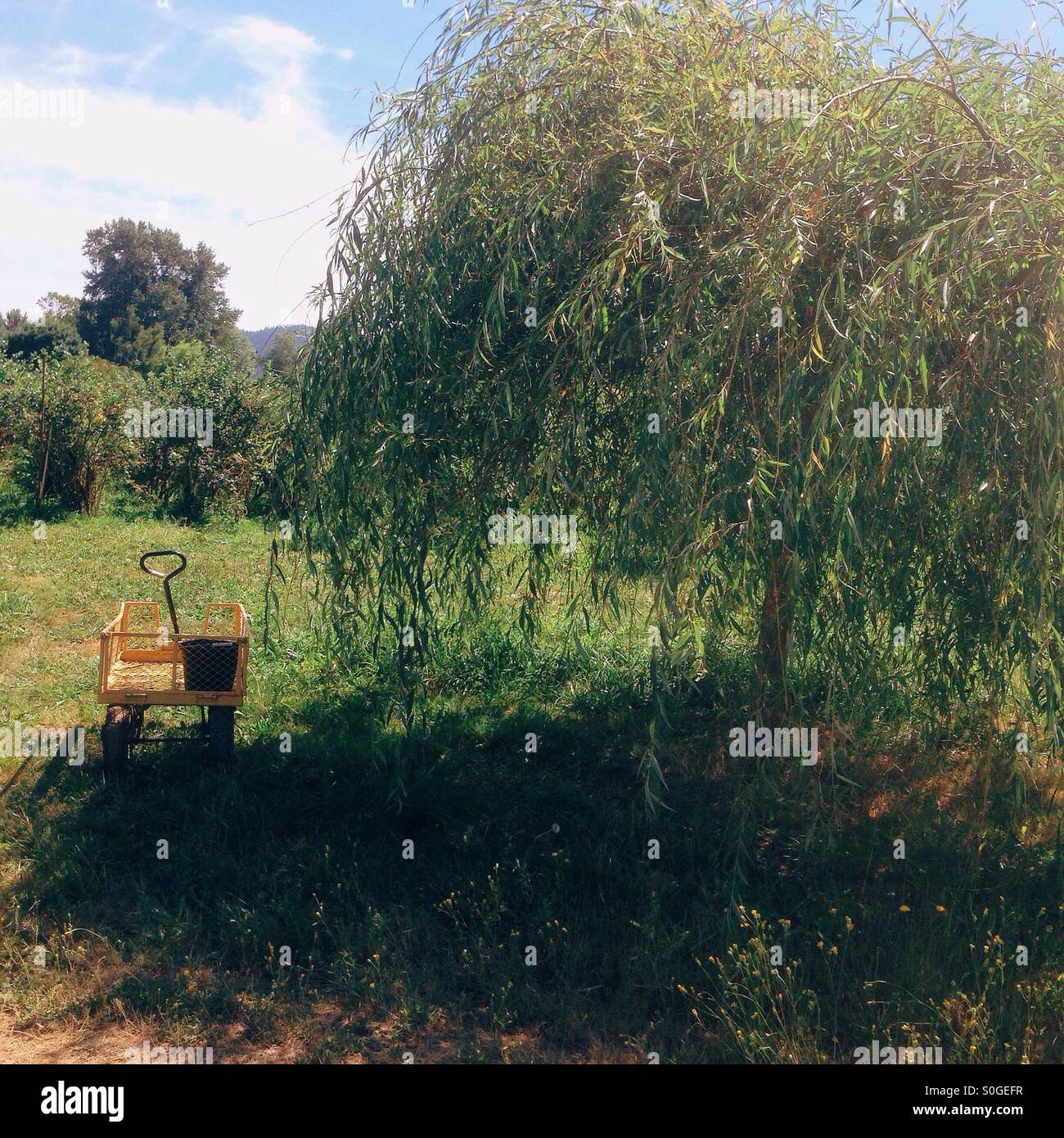 Yellow berry picking wagon under shady willow tree Stock Photo - Alamy