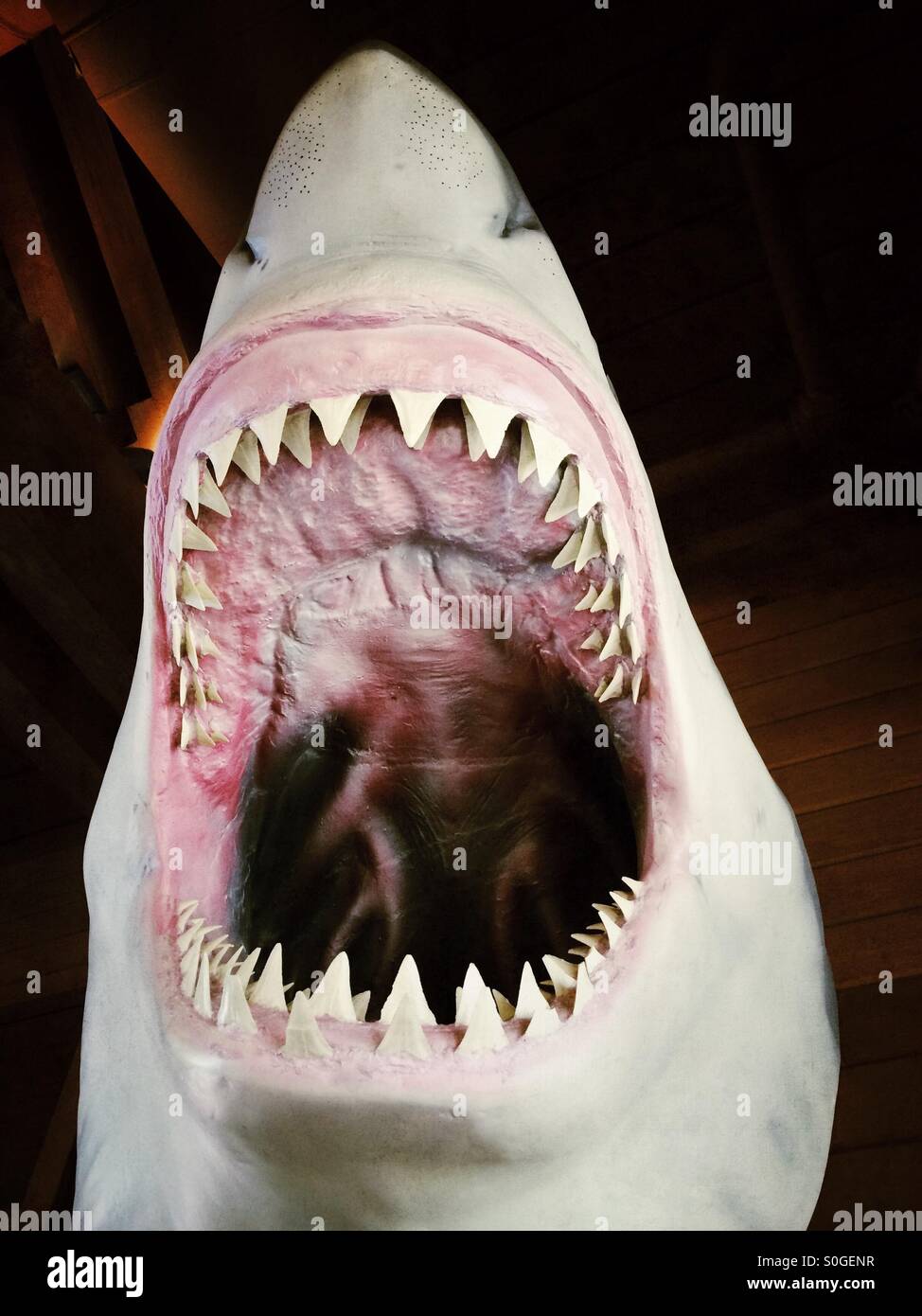 Shark Bite Stock Photos & Shark Bite Stock Images - Alamy
