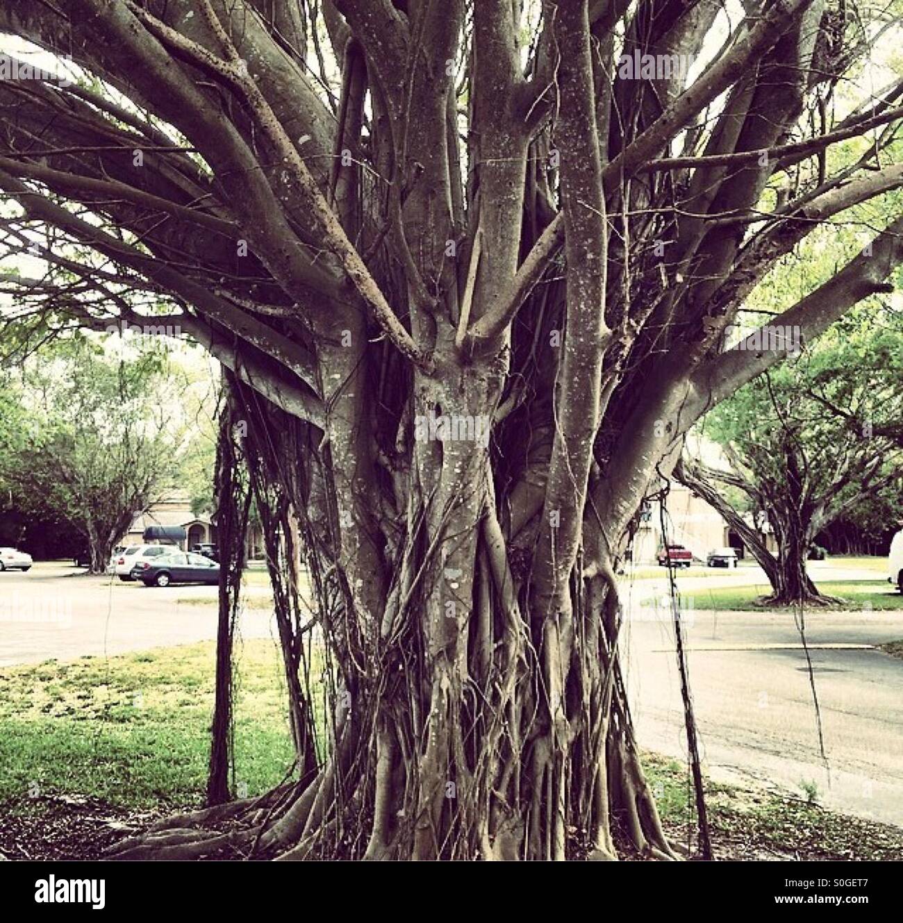 Roots and veins hi-res stock photography and images - Alamy