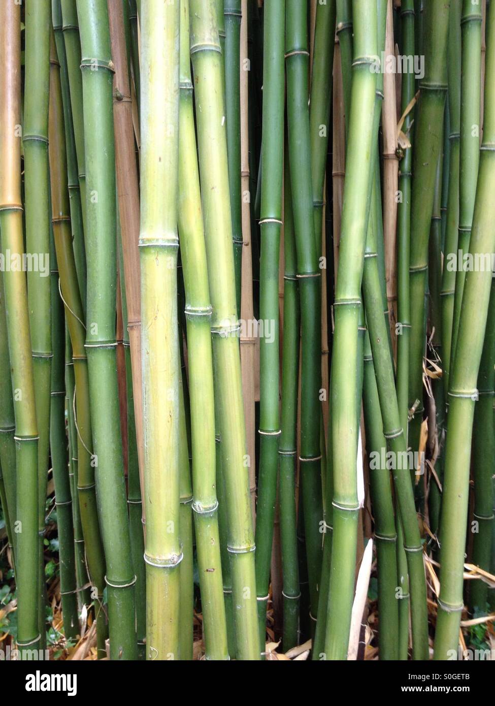 Bamboo patch growing at Giverny Stock Photo - Alamy