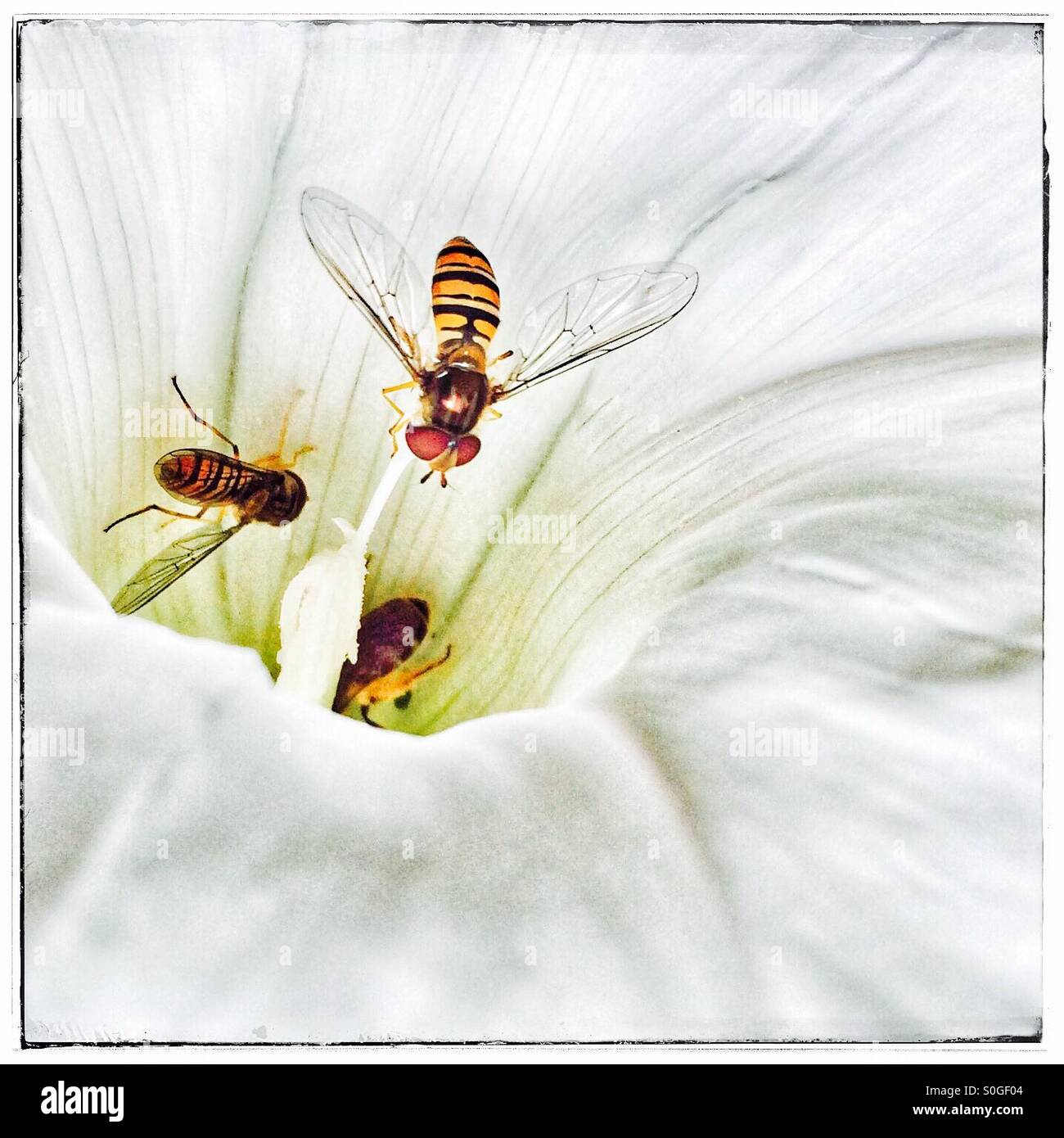 Bees collect nectar from a white flower Stock Photo - Alamy