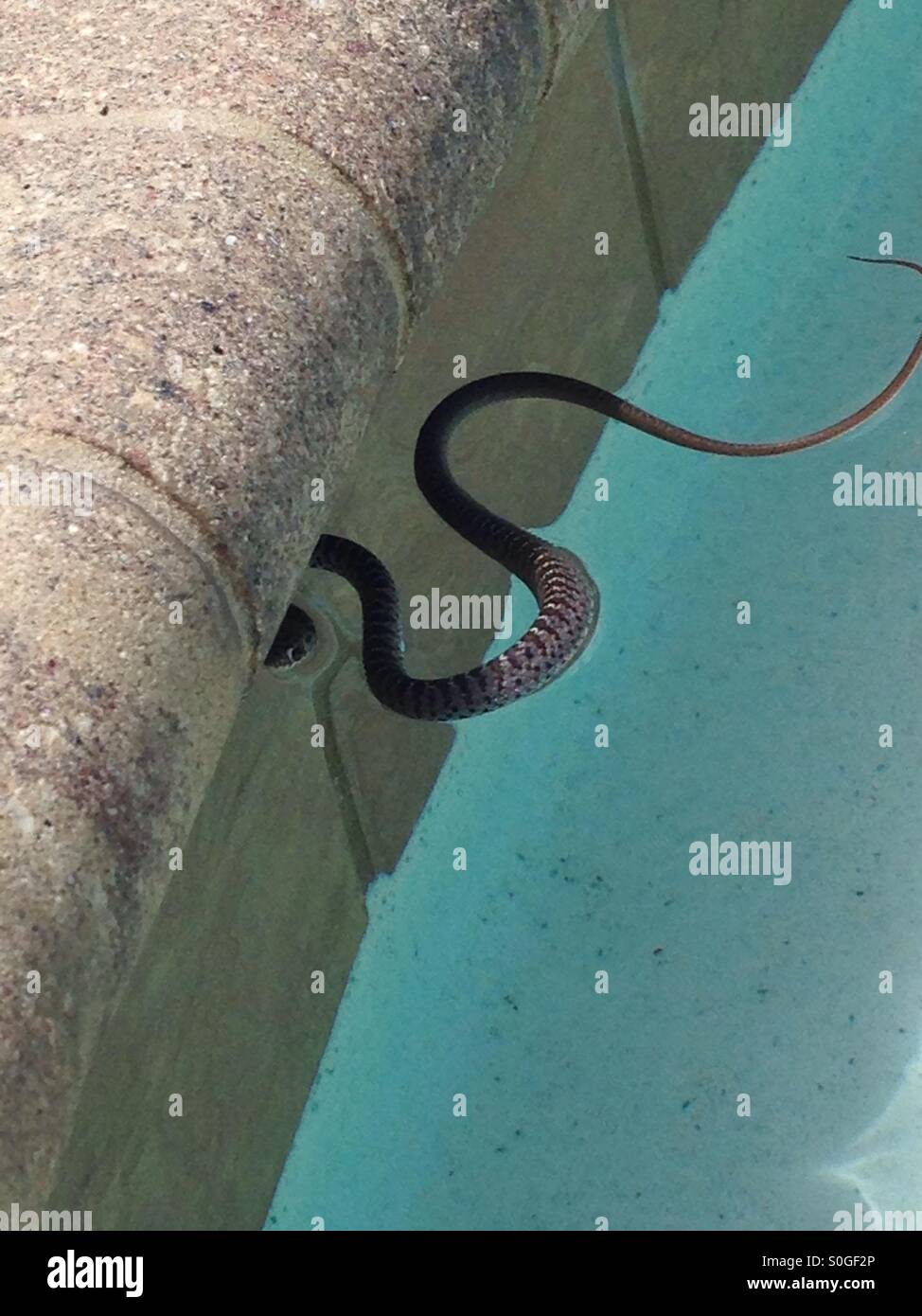 Snake pool hi-res stock photography and images - Alamy