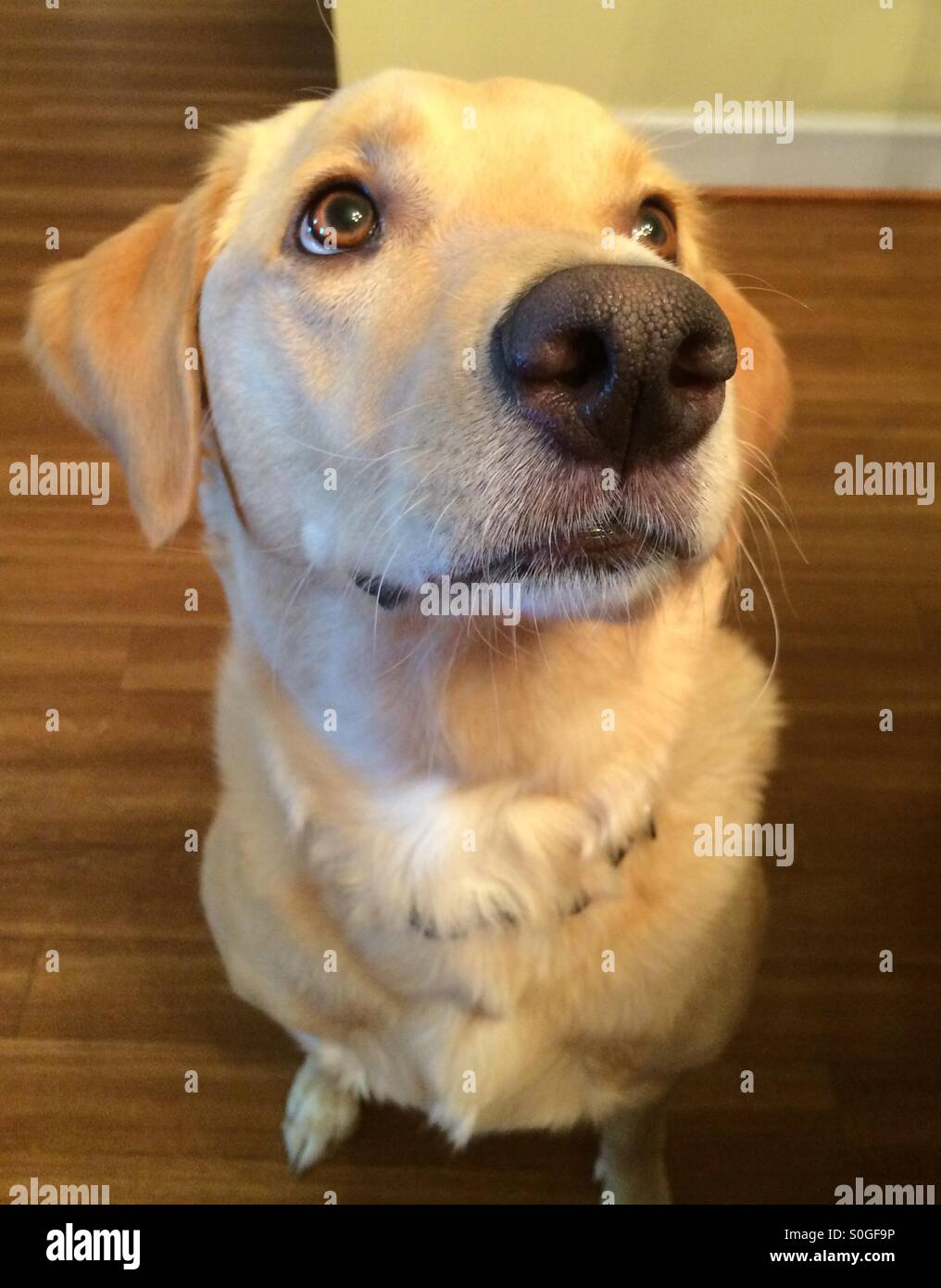 Wet lab hi-res stock photography and images - Alamy