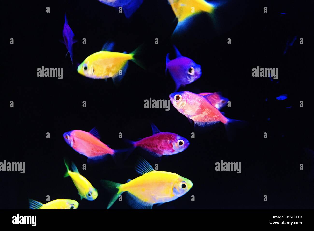 Purple and yellow fish hi-res stock photography and images - Alamy