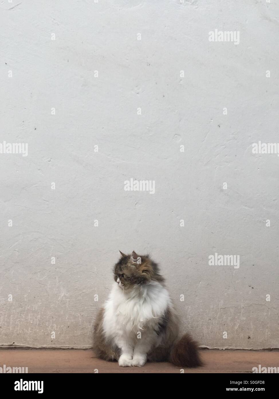 Cat chill hi-res stock photography and images - Alamy