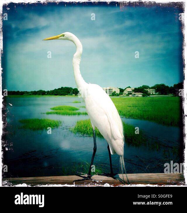 Great white heron Stock Photo - Alamy