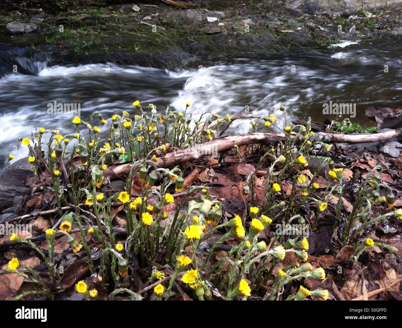 Brook flowers hi-res stock photography and images - Alamy