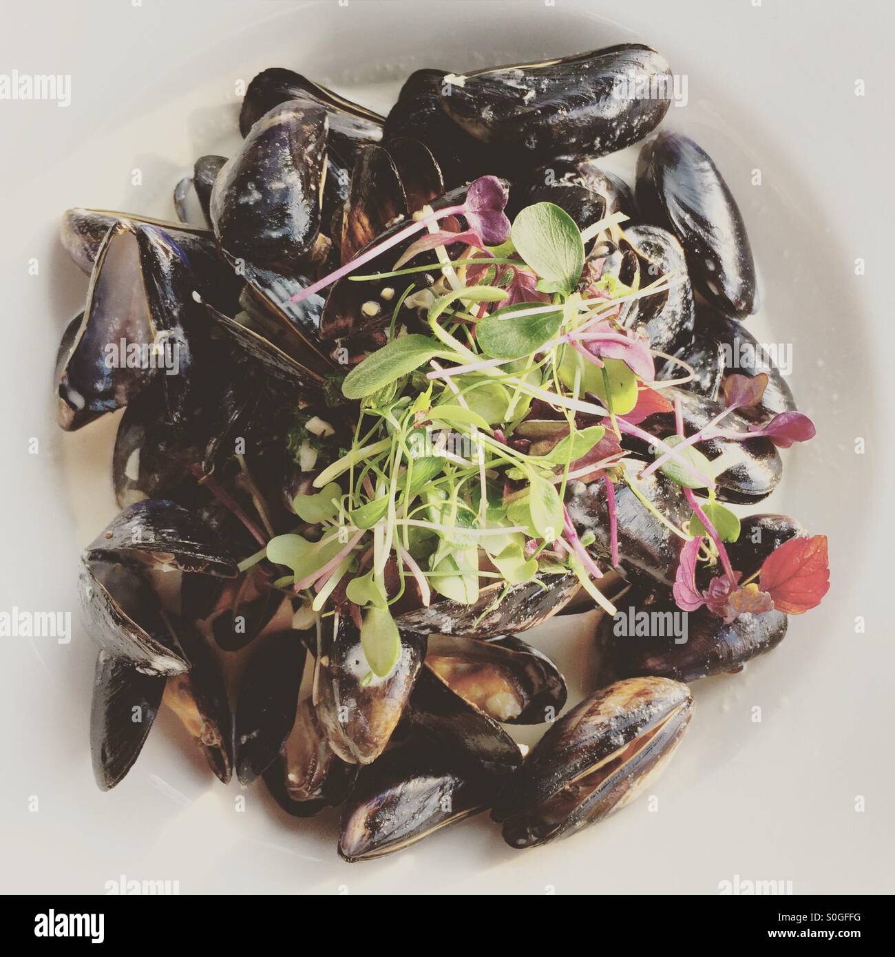 Muscles seafood hi-res stock photography and images - Alamy