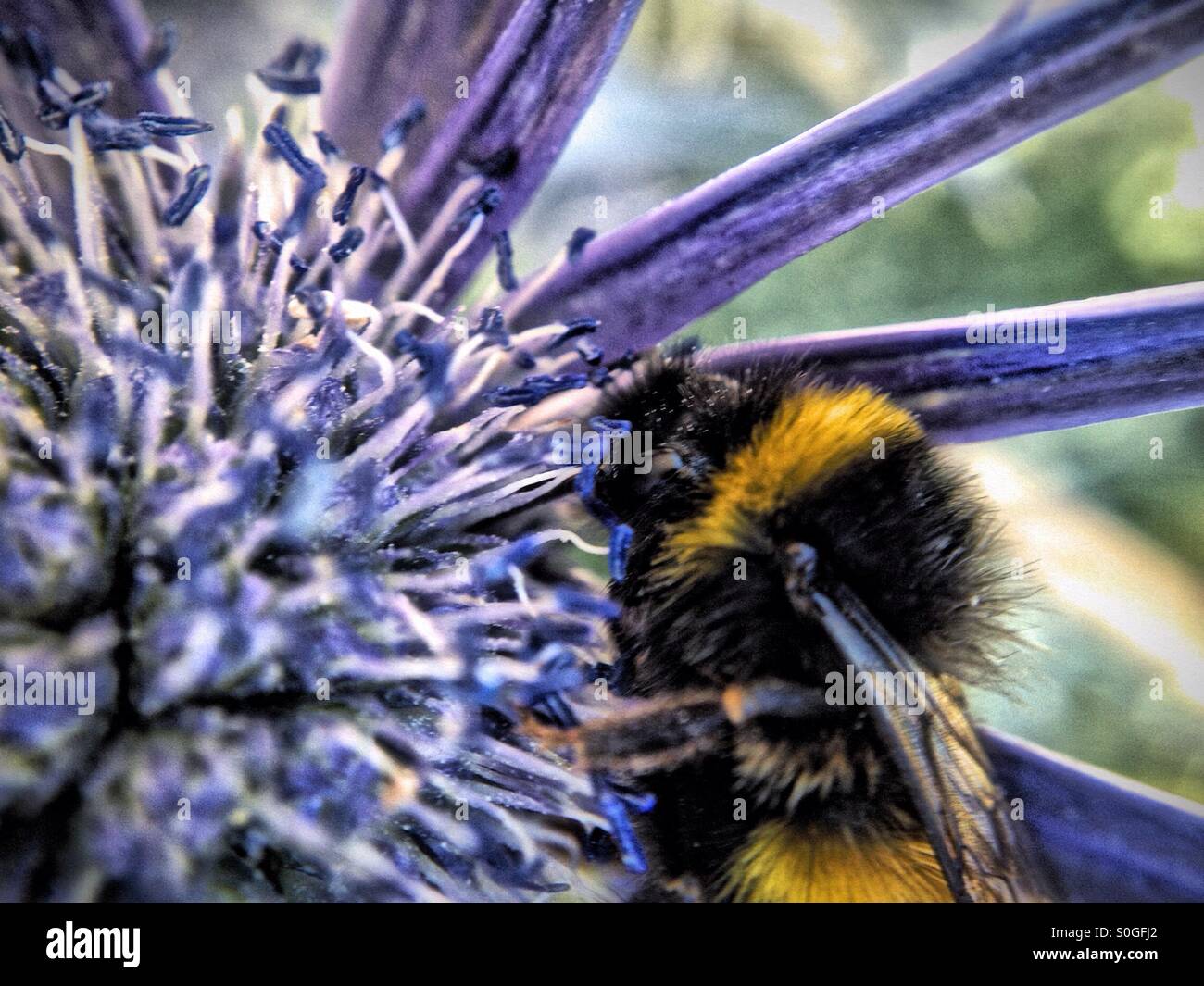Bee pollinating sea holly Stock Photo - Alamy