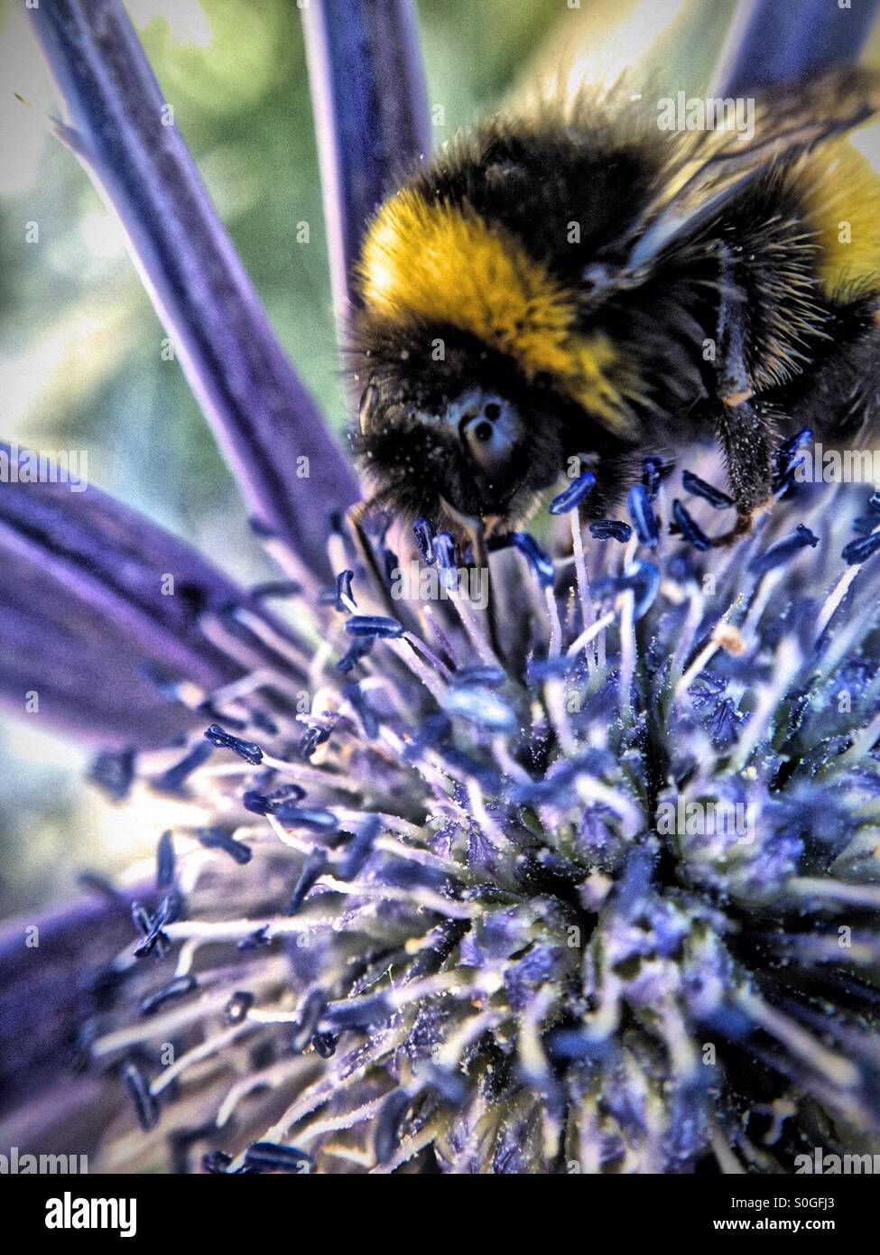 Bee pollinating sea holly Stock Photo - Alamy