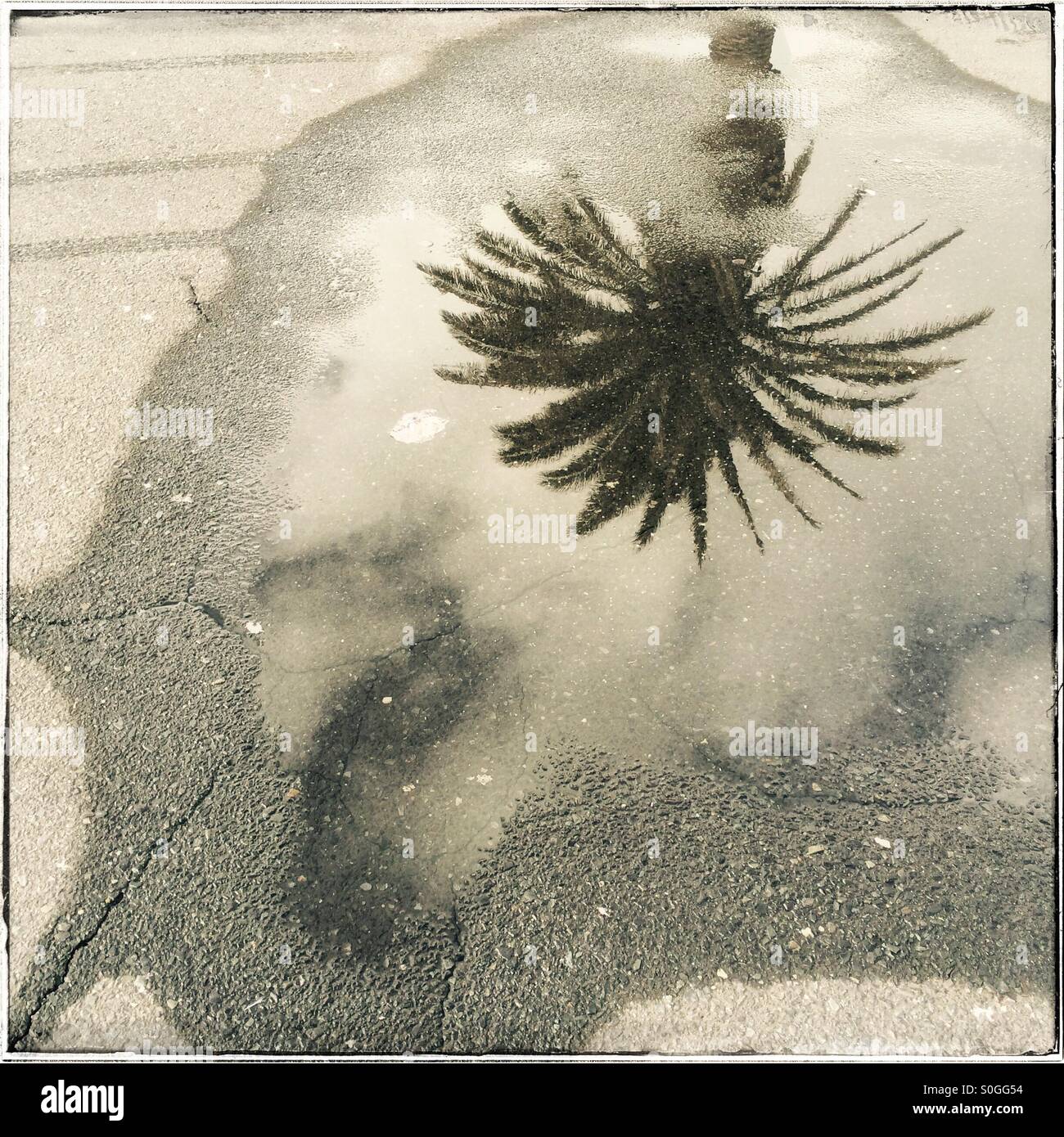 Tree reflected in puddle hi-res stock photography and images - Alamy