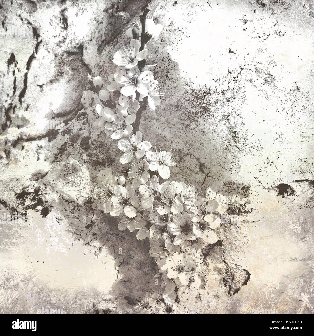 Pale_white hi-res stock photography and images - Alamy