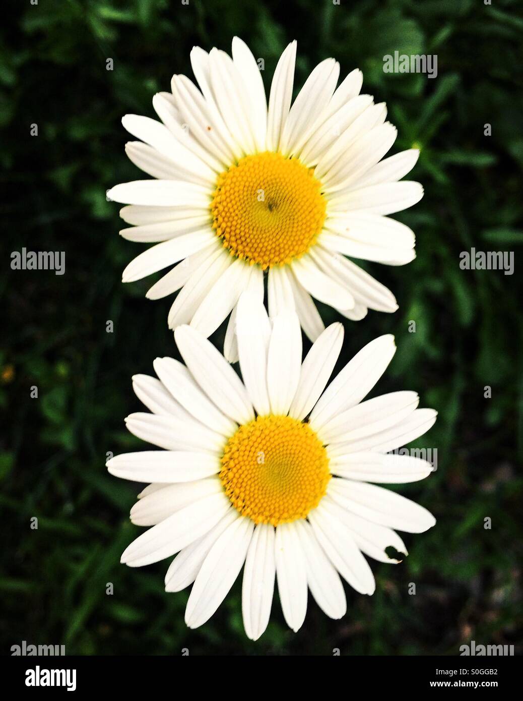 Two flowers growing side by side Stock Photo - Alamy
