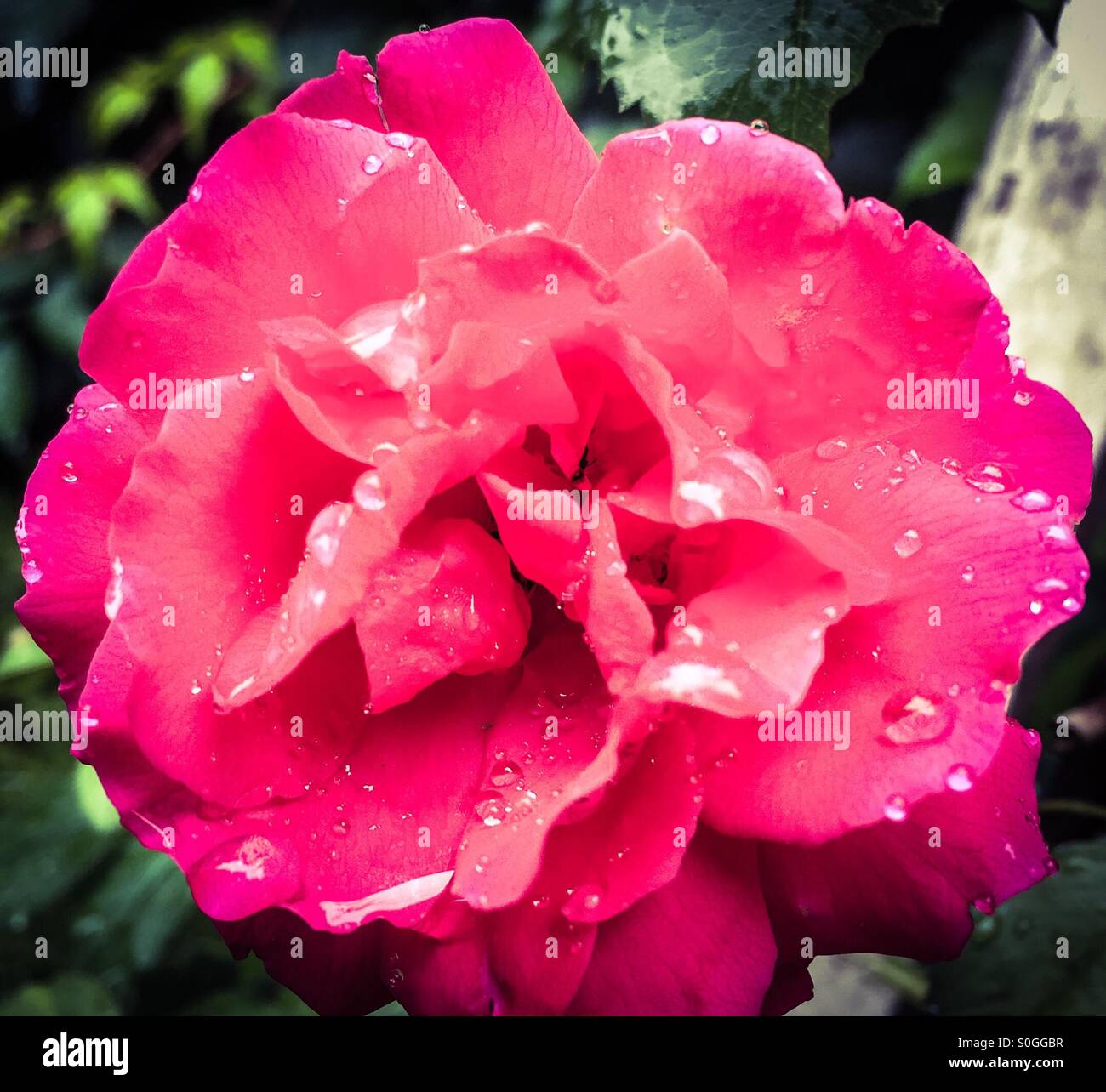 Raindrops on red rose Stock Photo - Alamy
