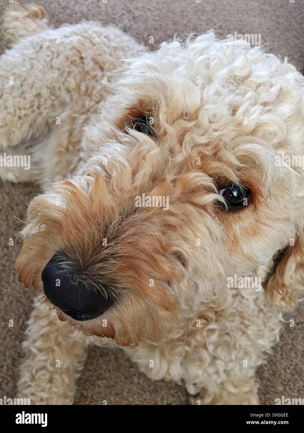 Apricot labradoodle hi-res stock photography and images - Alamy