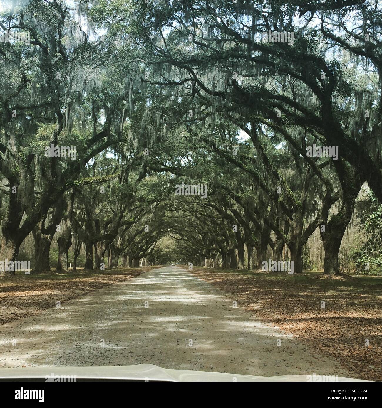 Pretty oak tree hi-res stock photography and images - Alamy