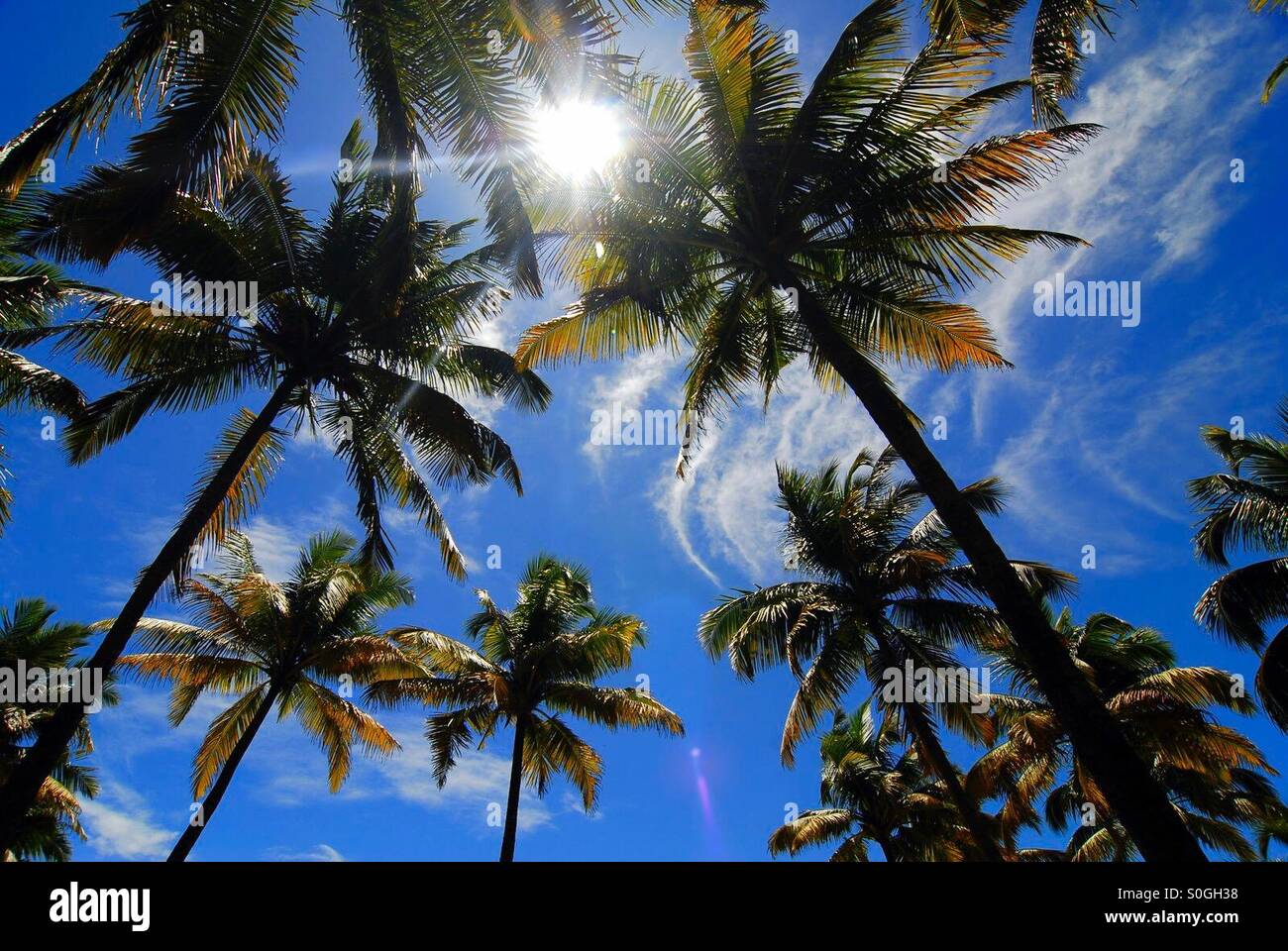 Plam Trees Stock Photos & Plam Trees Stock Images - Alamy
