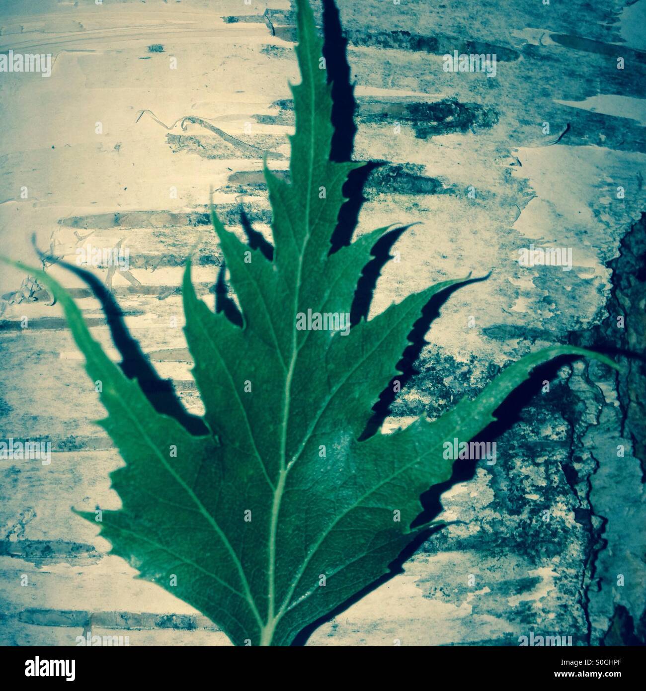 Pointy Leaf Stock Photos & Pointy Leaf Stock Images - Alamy