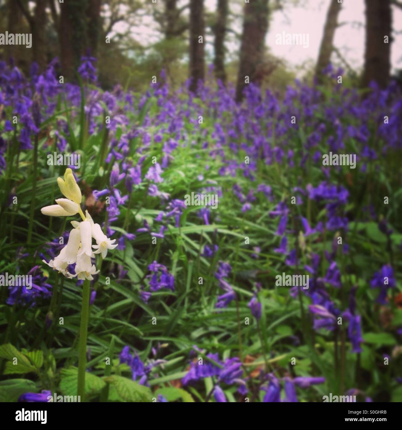 One white bell in bluebells Stock Photo - Alamy