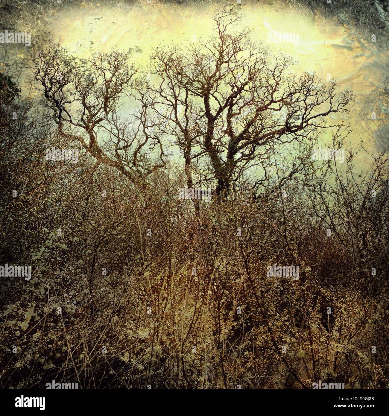 From hedge hi-res stock photography and images - Alamy