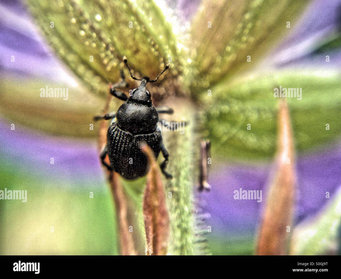 Weevil on a hardy geranium Stock Photo - Alamy