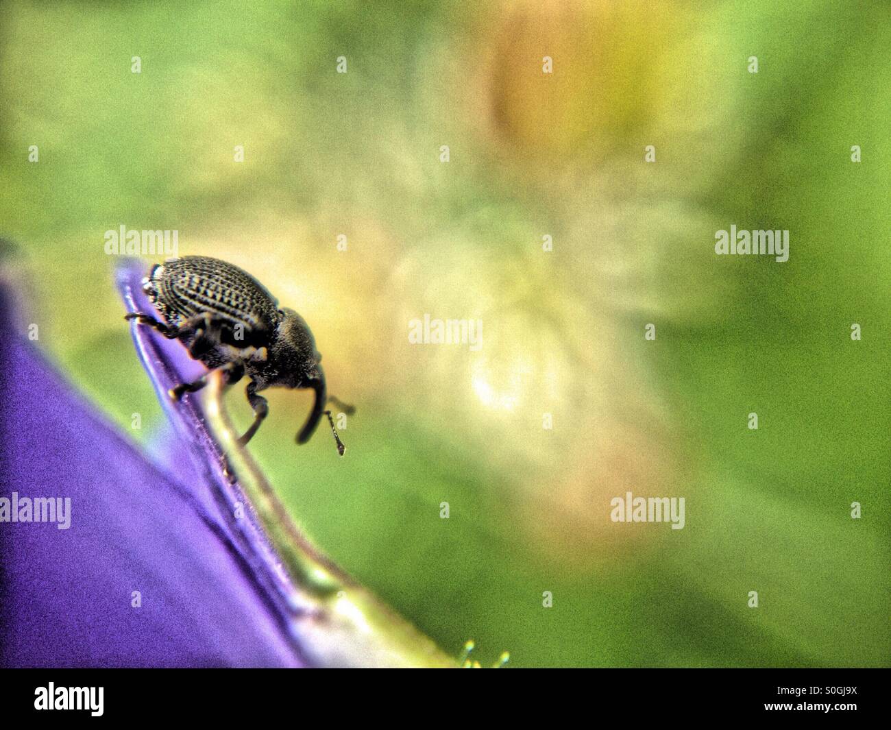 Weevil on a hardy geranium Stock Photo - Alamy