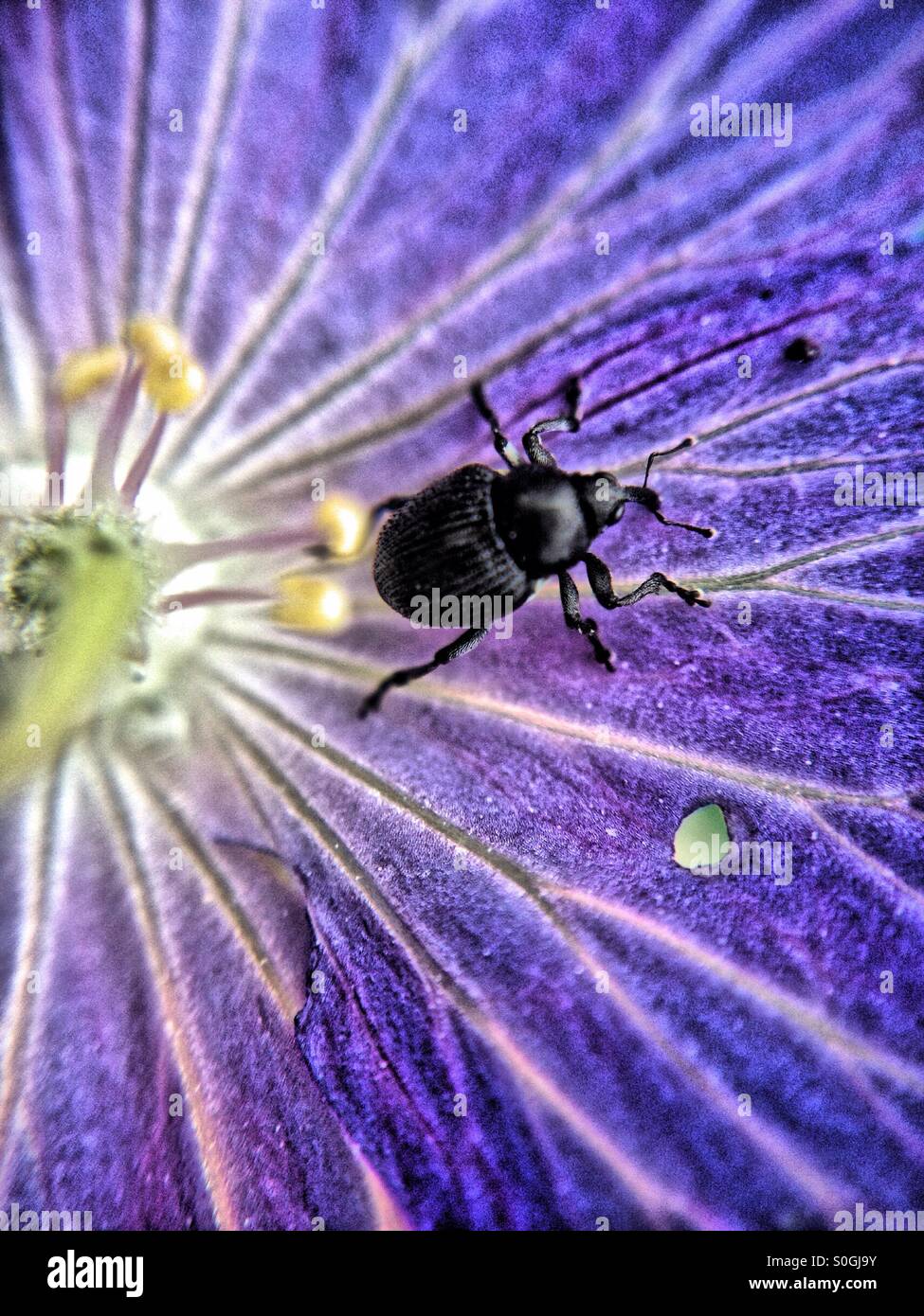 Weevil on a hardy geranium Stock Photo - Alamy