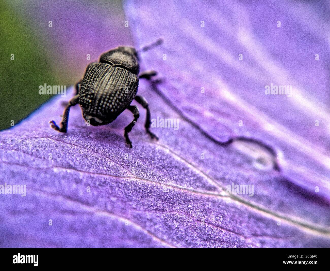 Weevil on a hardy geranium Stock Photo - Alamy