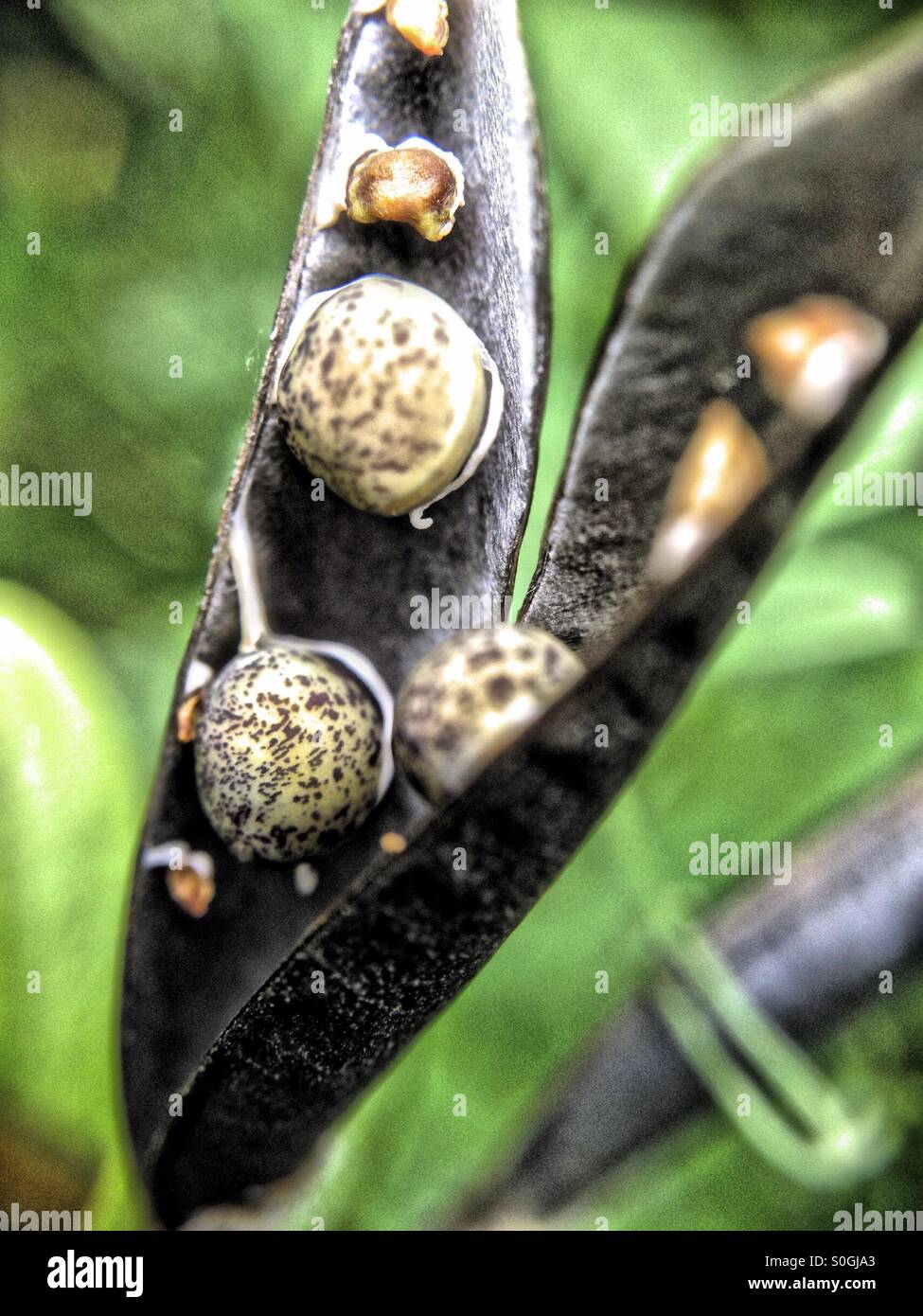 Vetch seed pod Stock Photo - Alamy