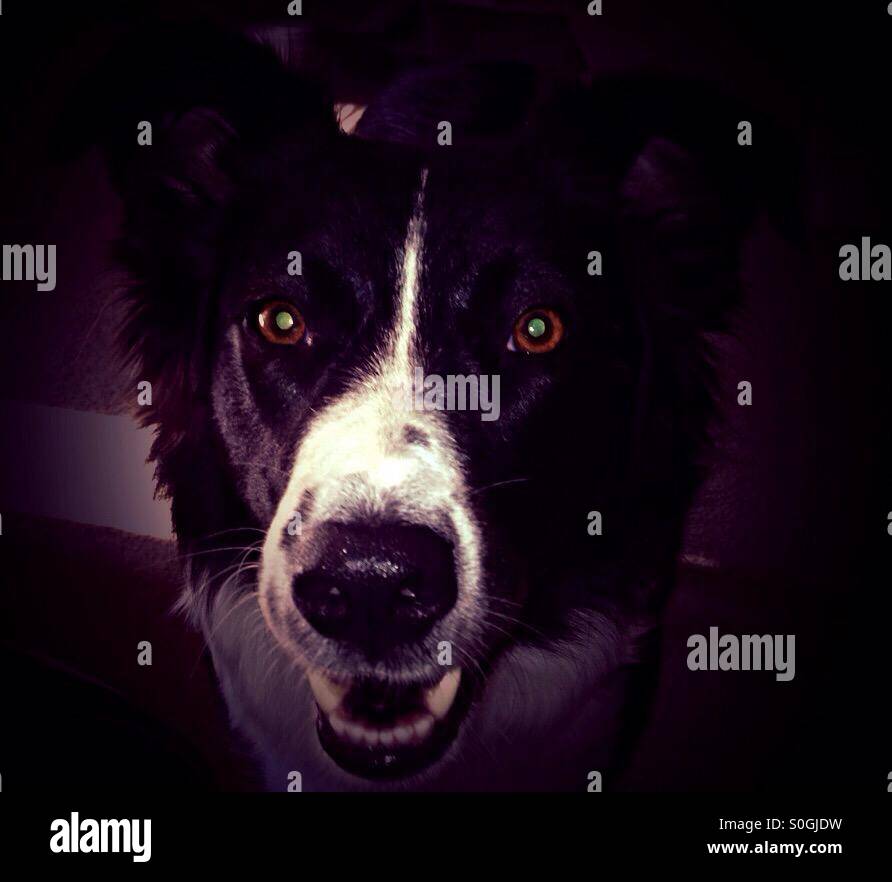 Angry dog barks at owner Stock Photo - Alamy