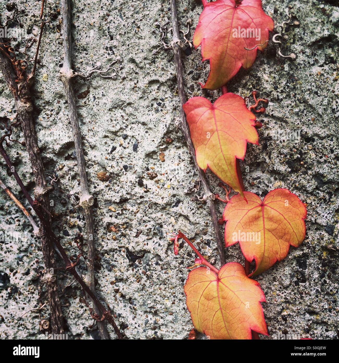 Stick leaves hi-res stock photography and images - Alamy