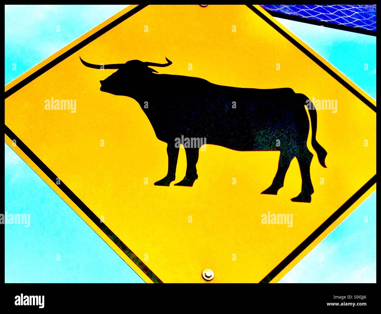 Bull crossing hi-res stock photography and images - Alamy